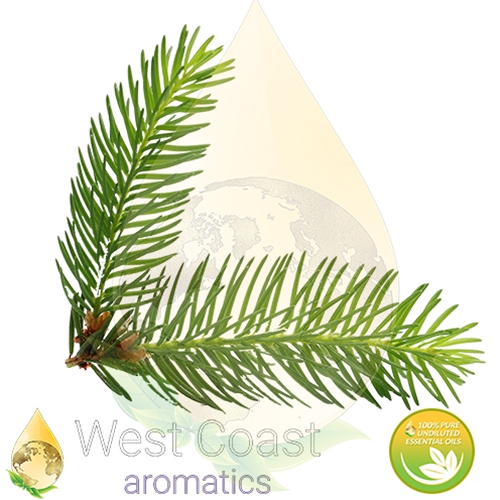 HEMLOCK SPRUCE, Tsuga, Bulk Essential Oil | West Coast Aromatics